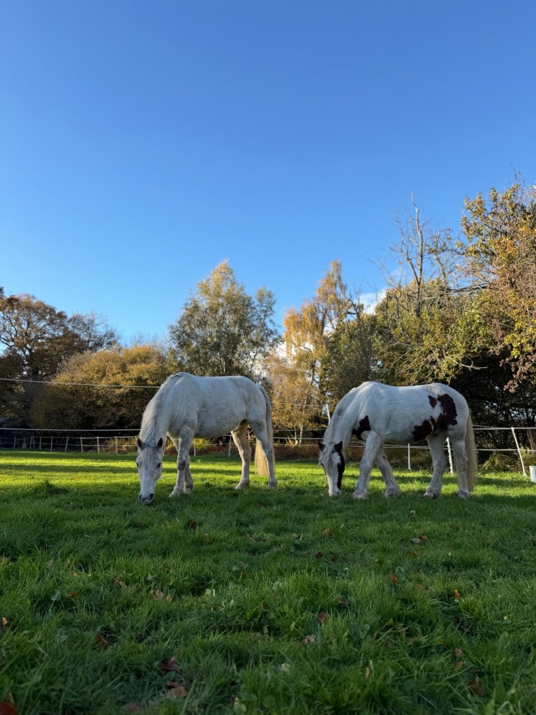 How a Childhood Dream Turned into a Pony-Filled Reality – First Time ...